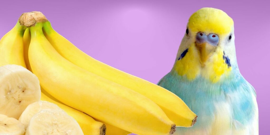 Can Birds Eat Strawberries? The Dos and Don'ts
