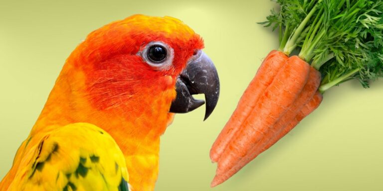 Can Birds Eat Cheese? The Dos and Don'ts