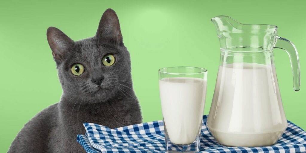 Can Cats Eat Butter? Everything You Need To Know