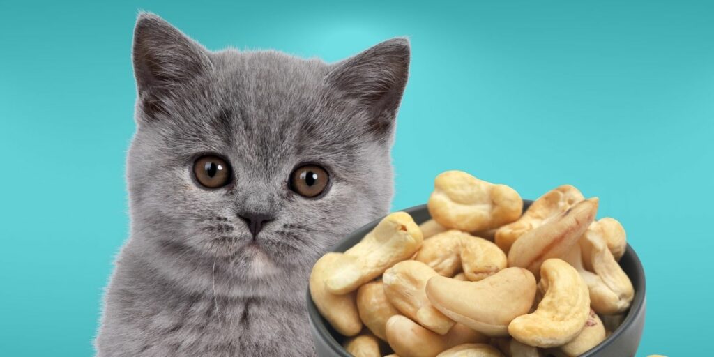 Can Cats Eat Nuts? The Truth About Nut Consumption
