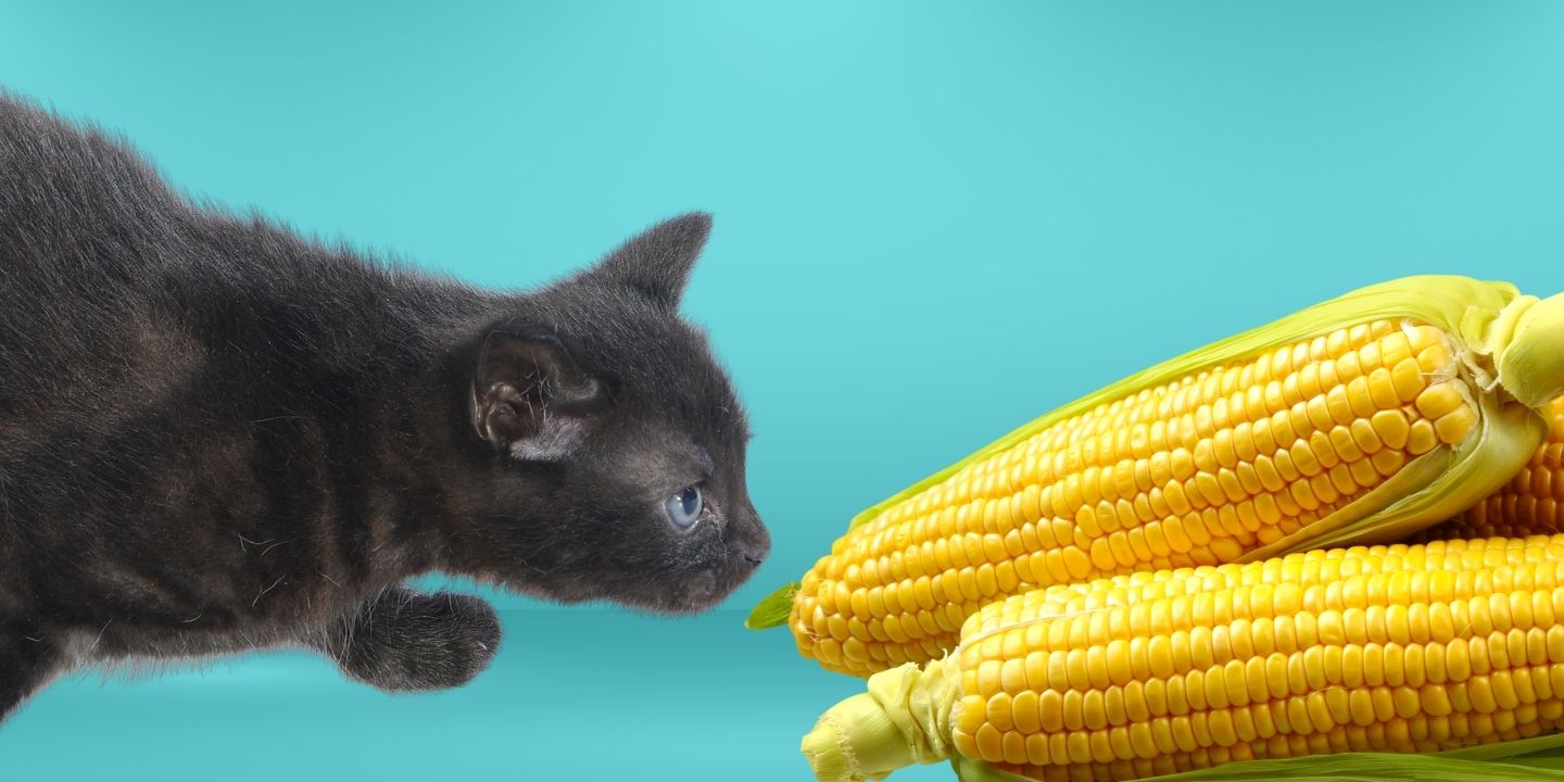 Can Cats Eat Corn? A Comprehensive Guide
