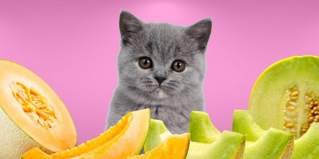 Can Cats Eat Fruit? Everything You Need To Know