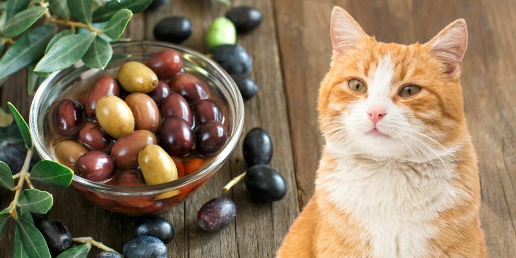 Can Cats Eat Fruit? Everything You Need To Know