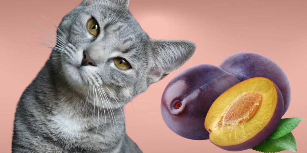 Can Cats Eat Raspberries? A Comprehensive Guide