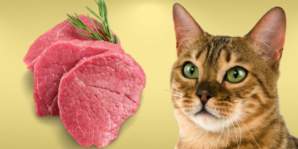 Can Cats Eat Beef? A Comprehensive Guide