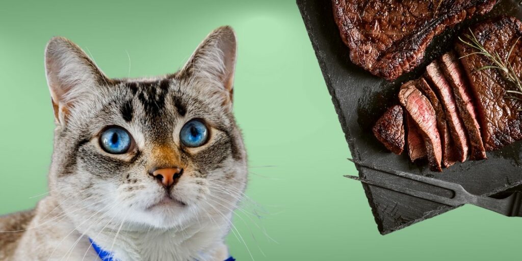 Can Cats Eat Ham? Why You Should Avoid That