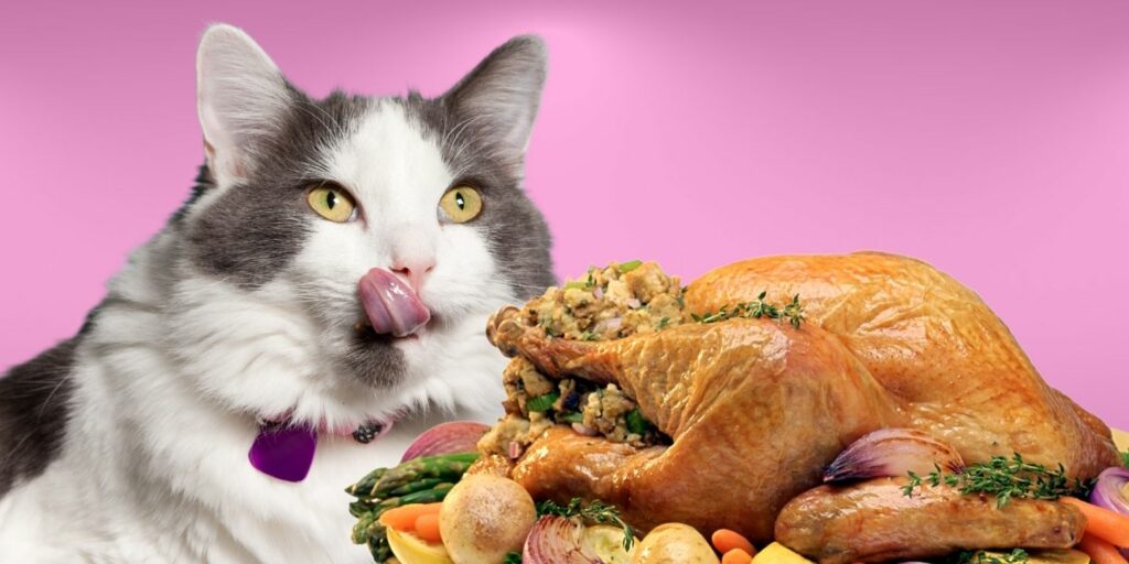 Can Cats Eat Chicken? The Dos and Don'ts
