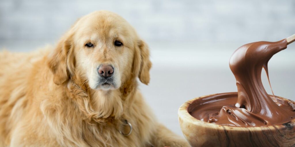 Can Dogs Eat Sugar? The Risks And Dangers