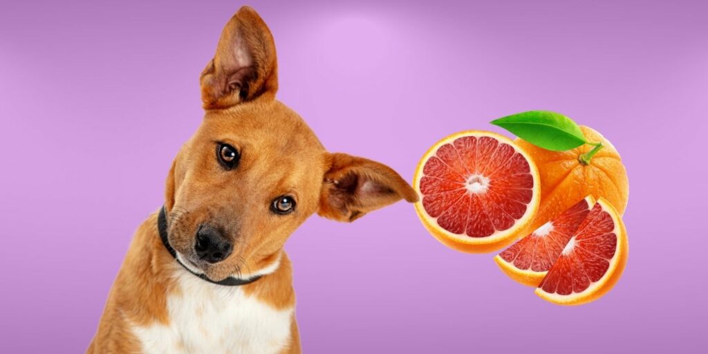 Can Dogs Eat Lychee? The Risks And Dangers