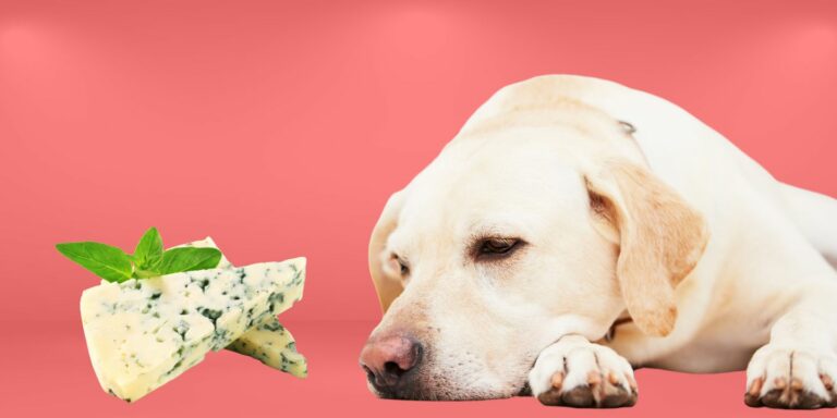 Can Dogs Eat Cheddar Cheese? A Comprehensive Guide