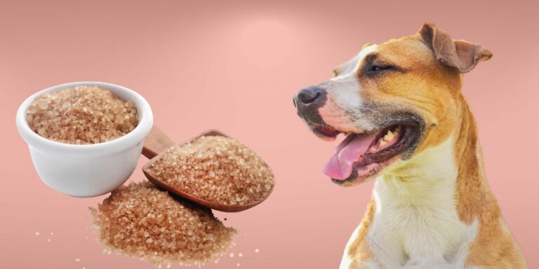 Can Dogs Eat Sugar? The Risks And Dangers