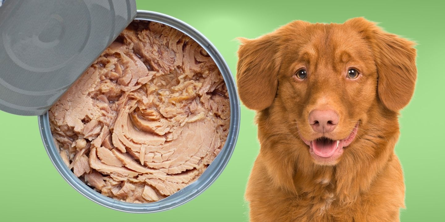 Can Dogs Eat Canned Tuna? A Comprehensive Guide