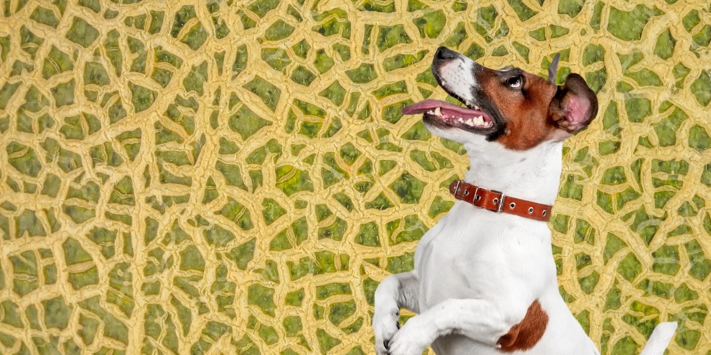 Can Dogs Eat Melon? A Comprehensive Guide