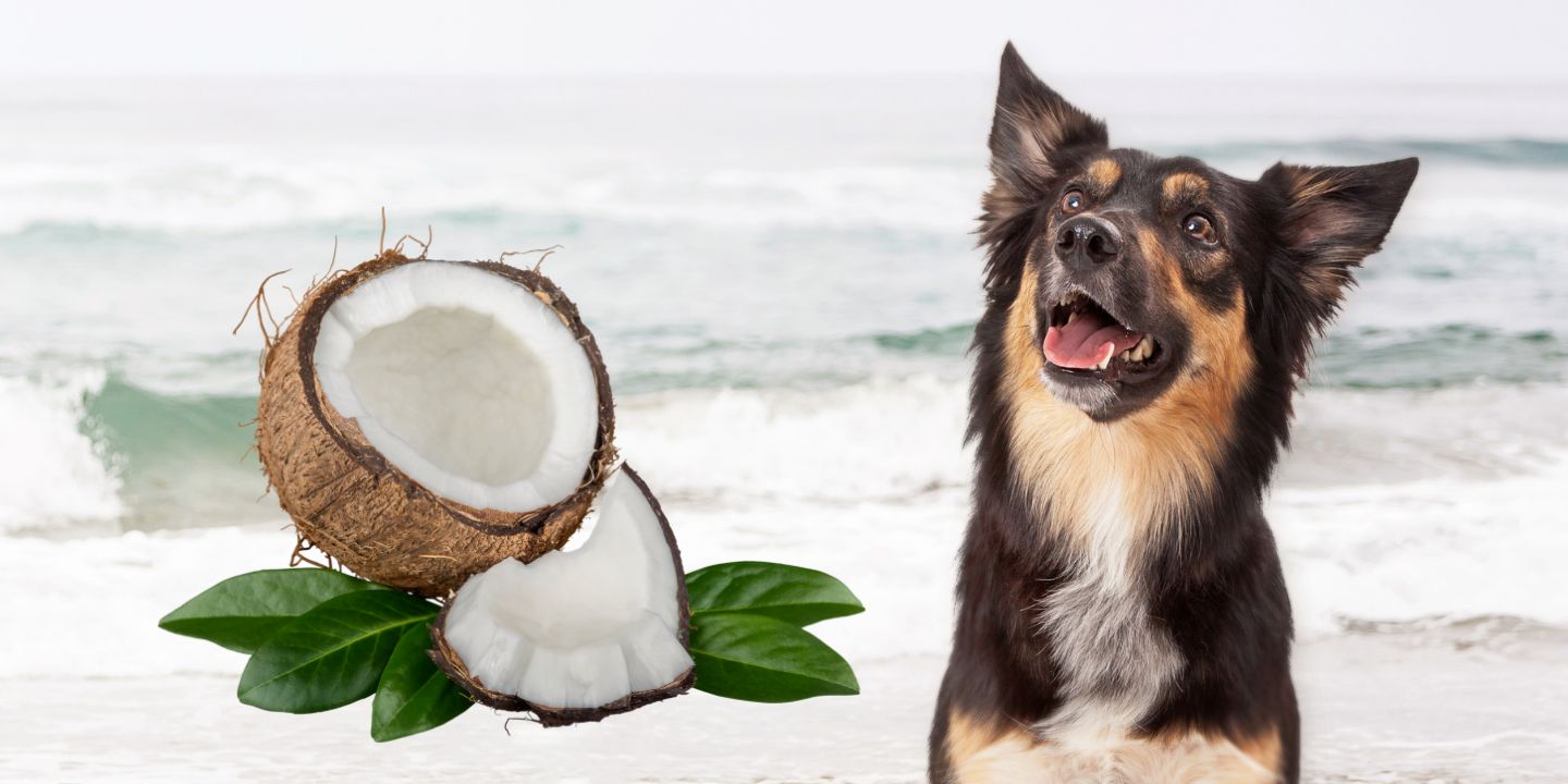 Can Dogs Eat Coconut? A Comprehensive Guide