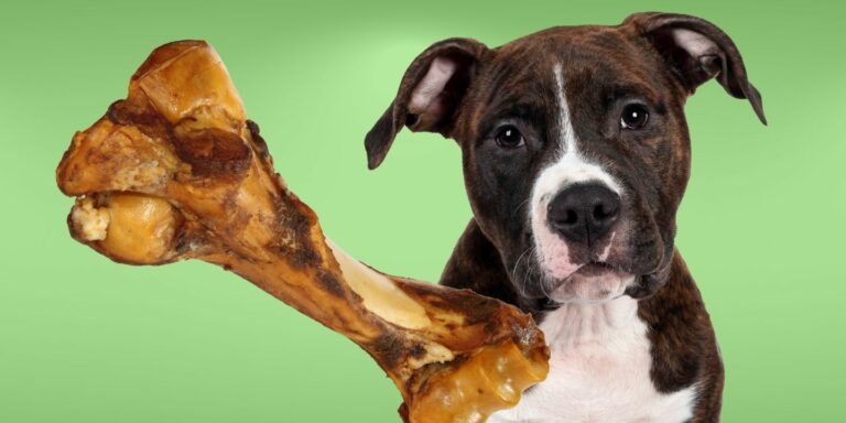 Can Dogs Eat Rib Bones? The Risks And Dangers