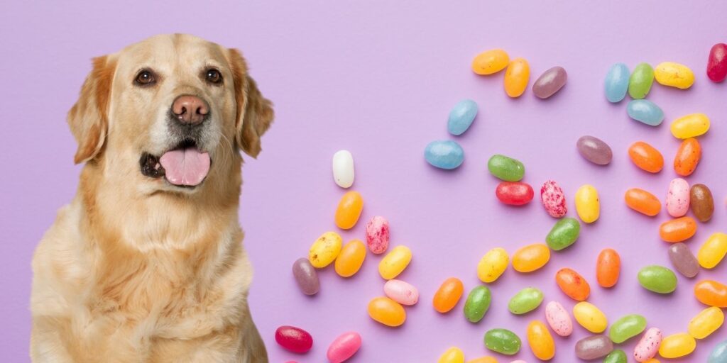 Can Dogs Eat Nutella? The Dangers and Risks