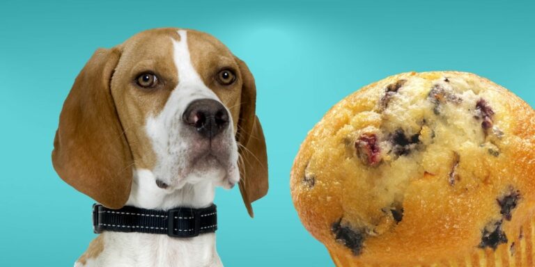 Can Dogs Eat Wheat Bread? The Pros and Cons