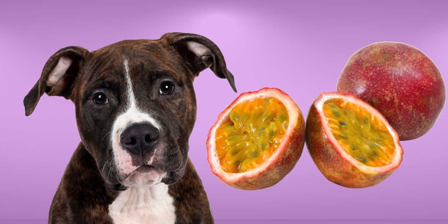 Can Dogs Eat Raspberries? The Pros and Cons