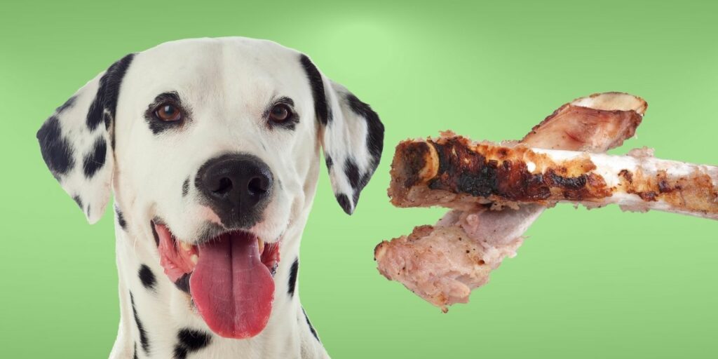 Can Dogs Eat Rib Bones? The Risks And Dangers