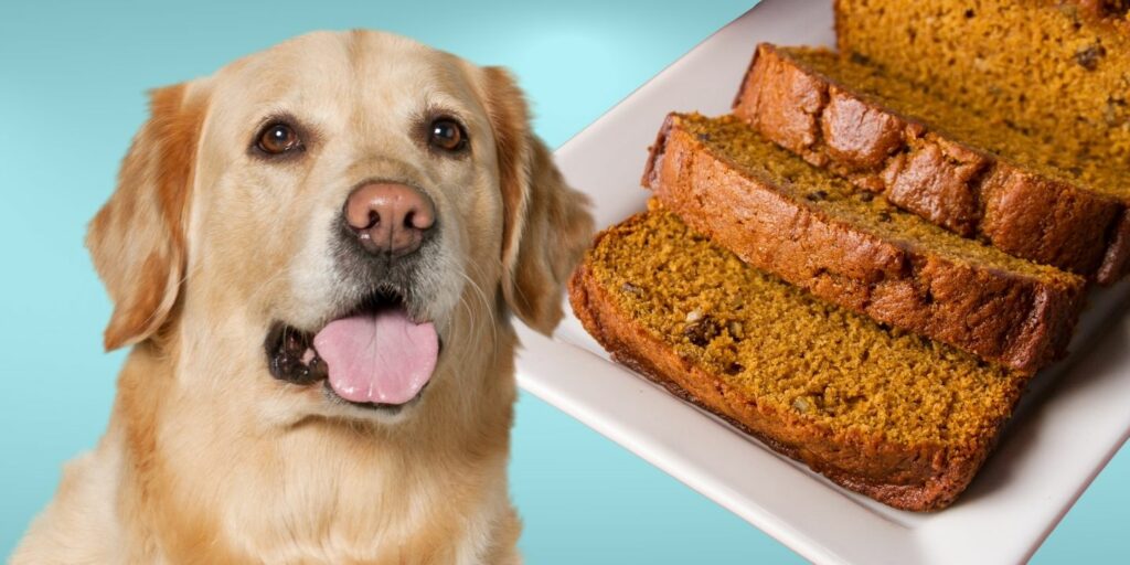 Can Dogs Eat Wheat Bread? The Pros and Cons