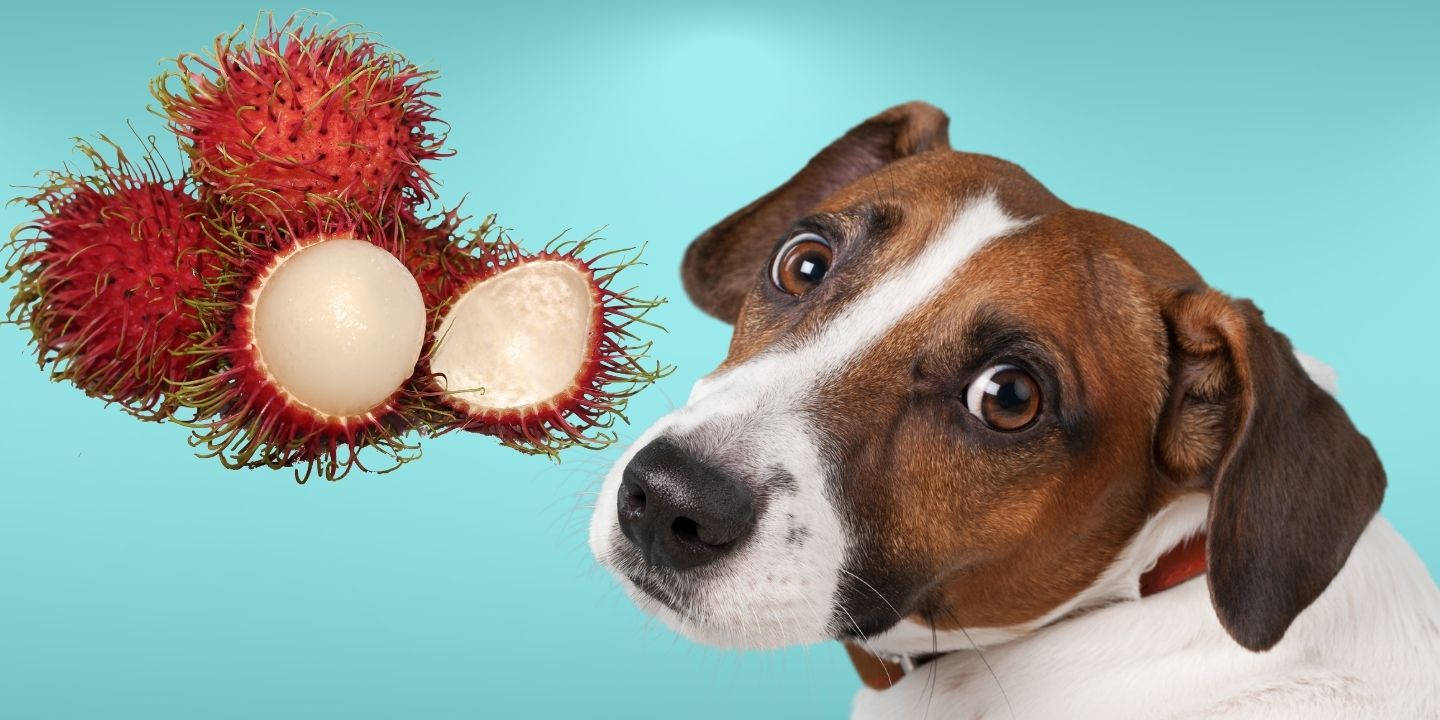 Can Dogs Eat Lychee? The Risks And Dangers