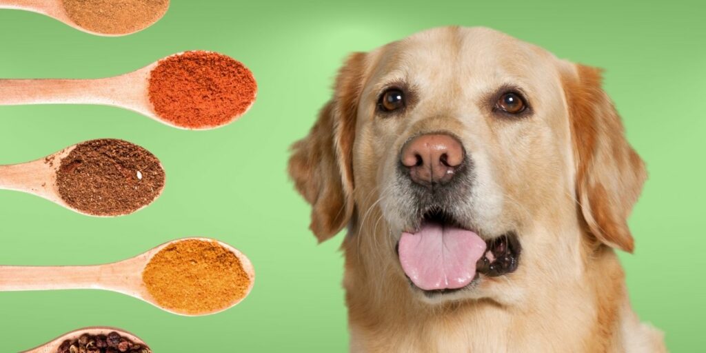 Can Dogs Eat Pesto? The Risks And Dangers