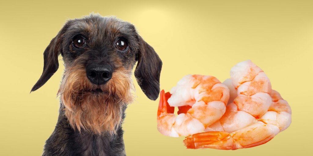Can Dogs Eat Seafood? The Dos and Don'ts