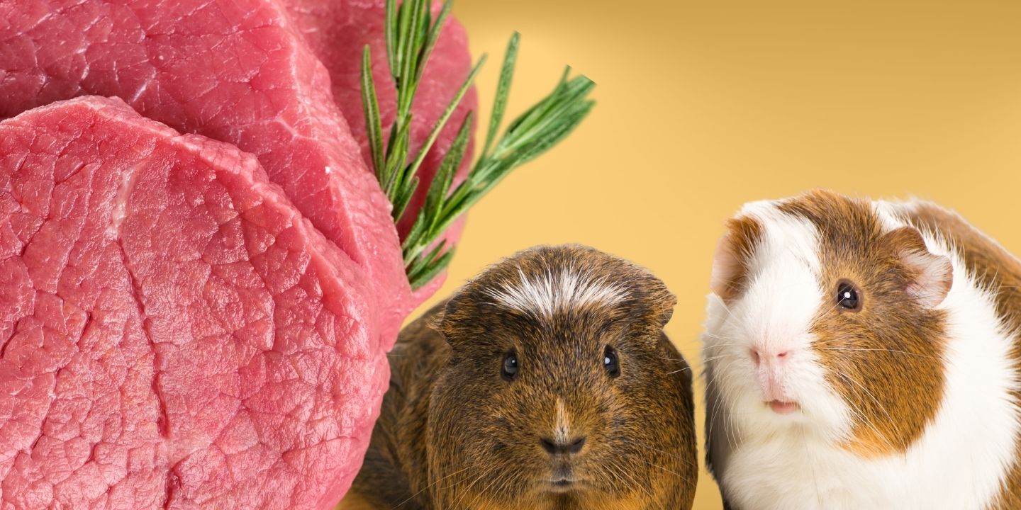 Can Guinea Pigs Eat Meat? The Risks And Dangers