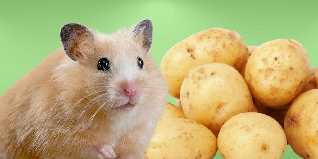 Can Hamsters Eat Tomatoes? A Comprehensive Guide