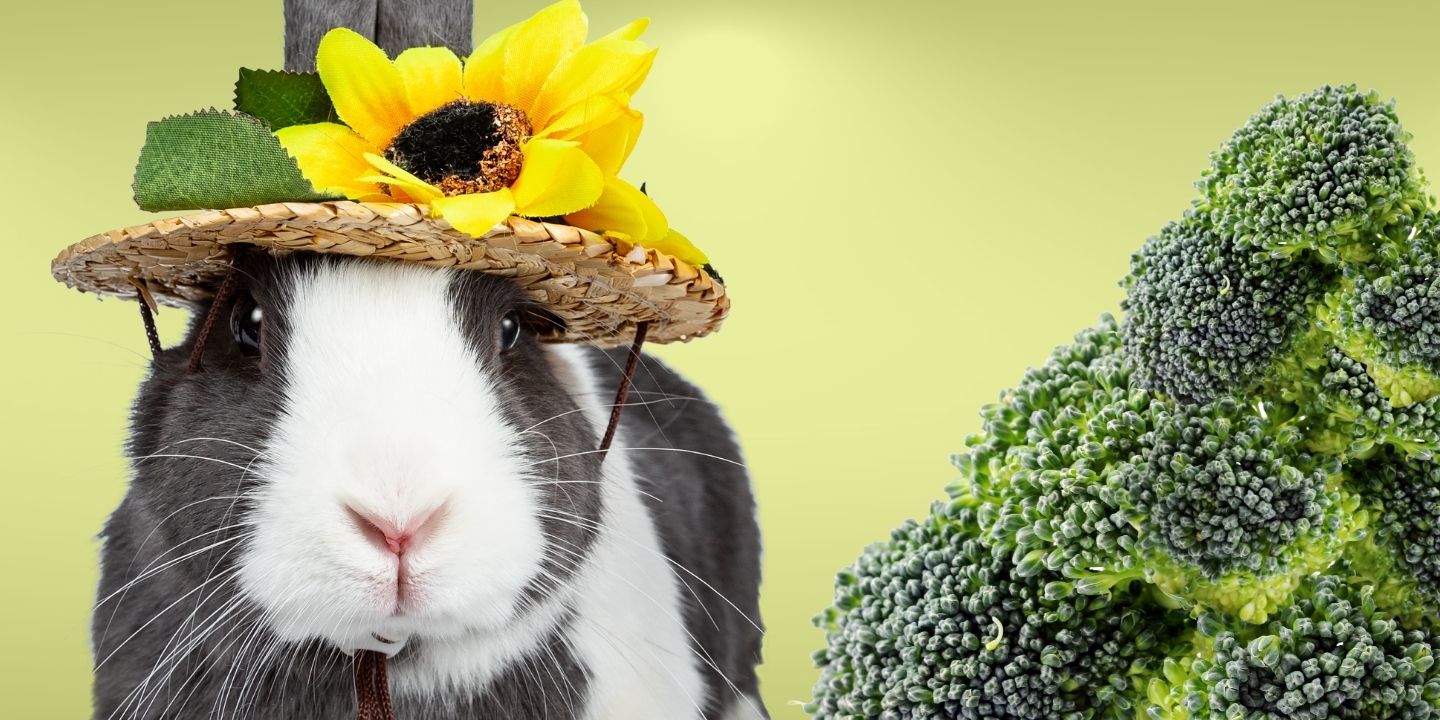 Can Rabbits Eat Broccoli? A Comprehensive Guide