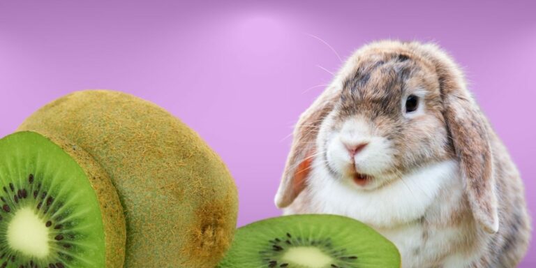 Can rabbits eat avocado? Why You Should Avoid That