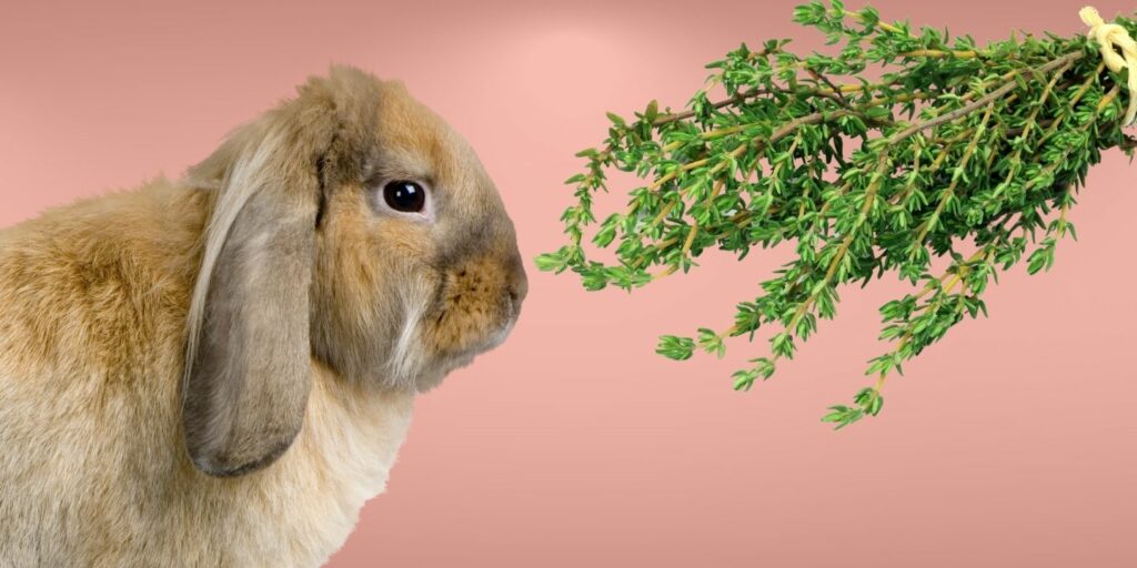 Can rabbits eat clover? A comprehensive guide.