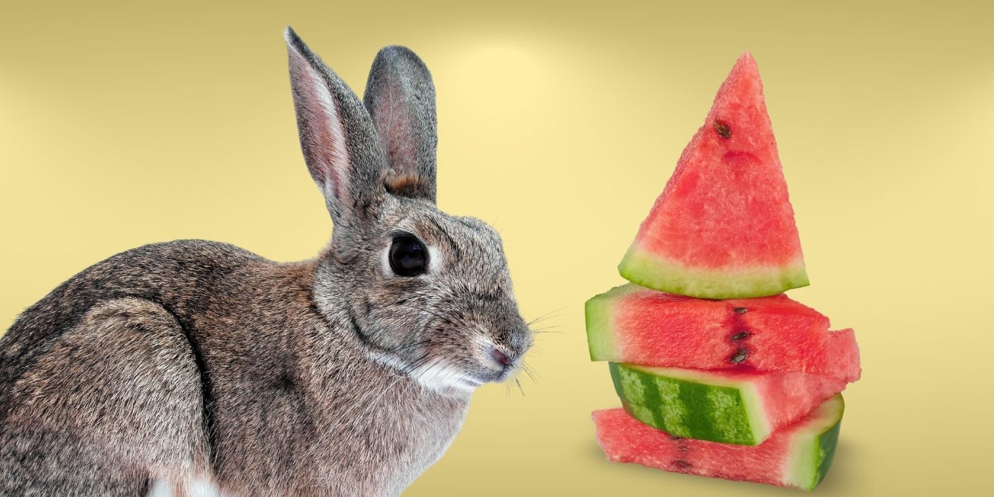 Can rabbits eat watermelon? Find out here