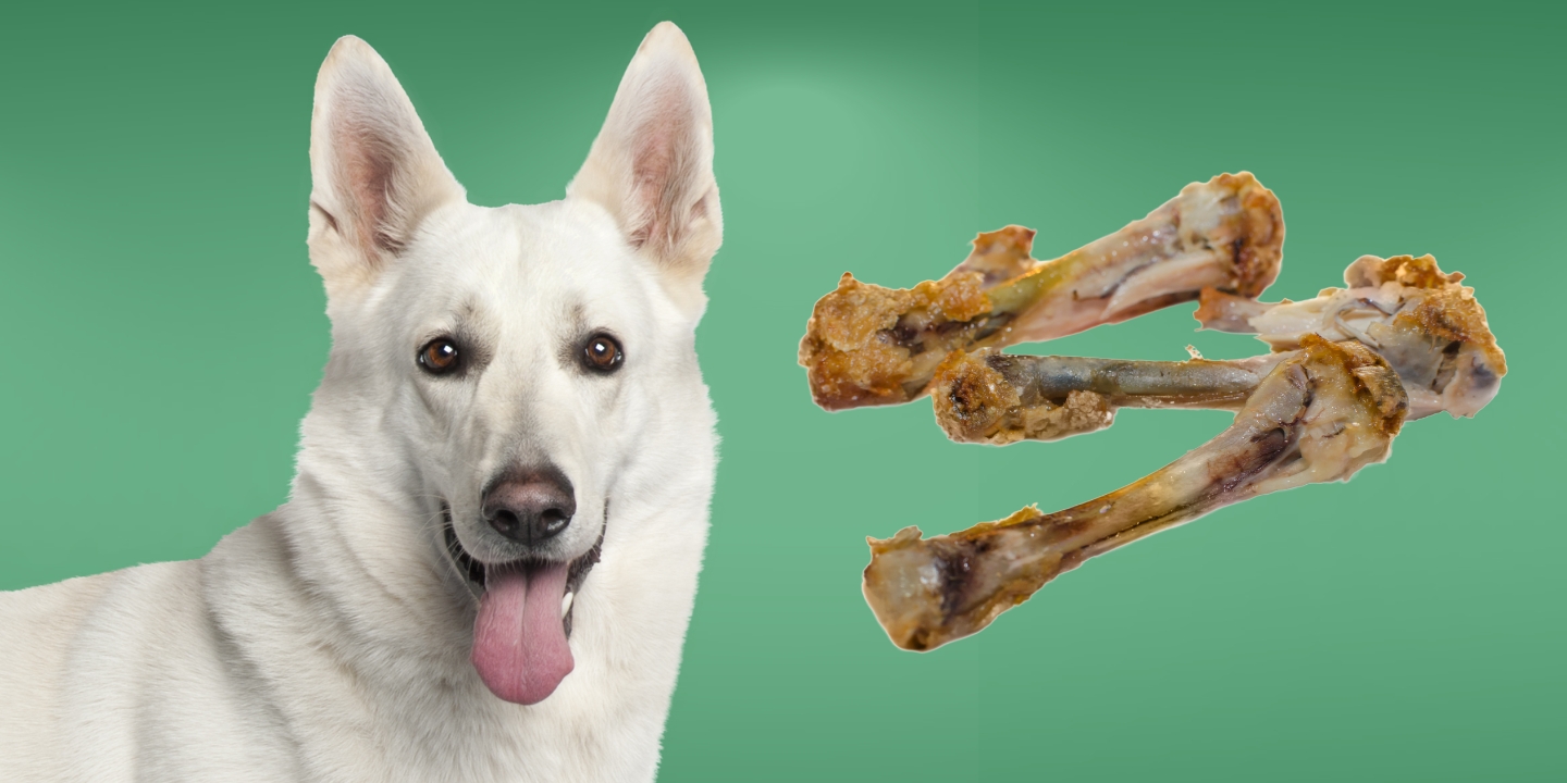 What Bones Can Dogs Eat? - Pets Food Safety