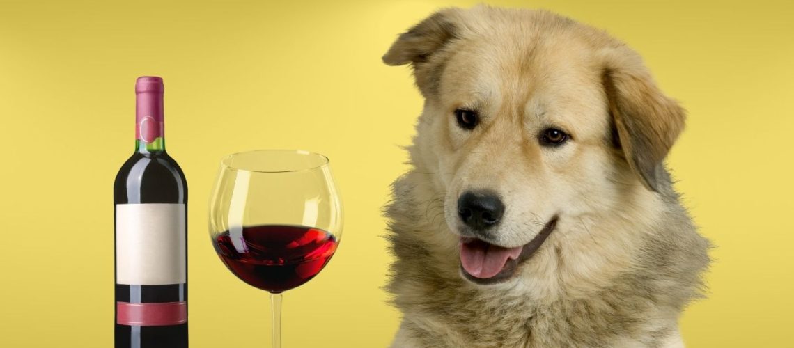Can Dogs Drink Wine? The Truth About Sharing Alcohol