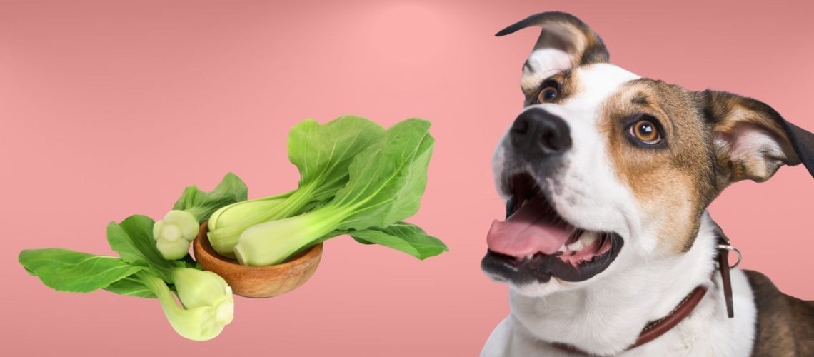 Can Dogs Eat Bok Choy? A Comprehensive Guide