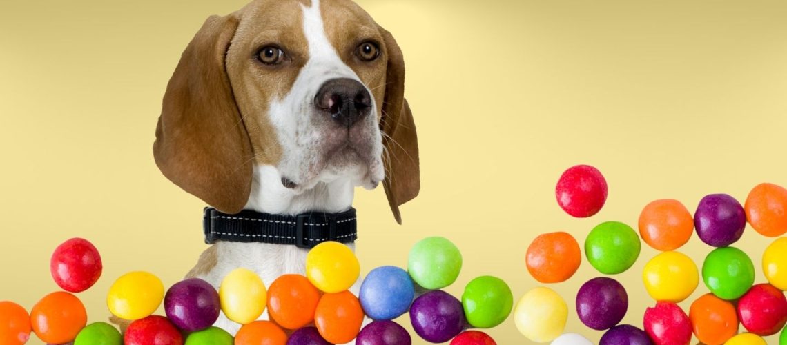 Can Dogs Eat Skittles? The Risks And Dangers