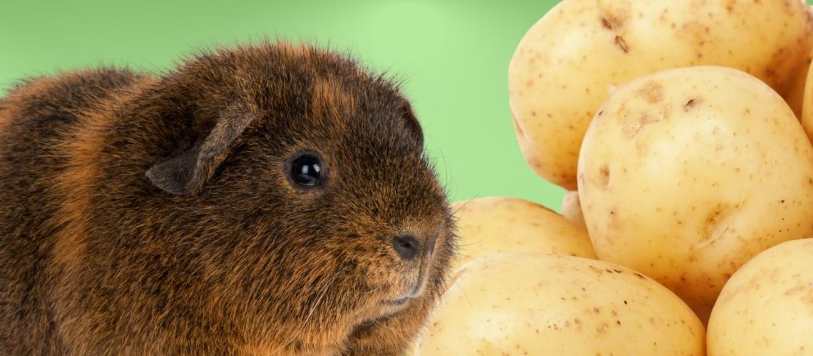 Can Guinea Pigs Eat Potatoes? A Comprehensive Guide